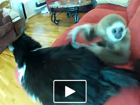 Cat Videos: Very Patient Cat and Very Cute Baby Gibbon Ape | Cute and ...