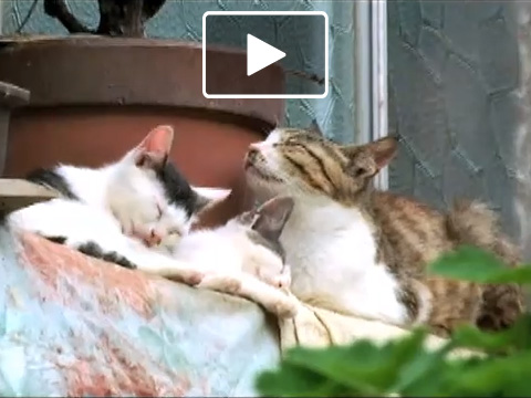 Cat Videos: Cat Heaven Island | Cute and Funny Cat Videos – Cat Faeries