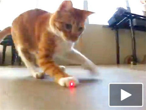 Cat Videos: Kitty Eye View of Chasing a Laser Pointer | Cute and Funny ...