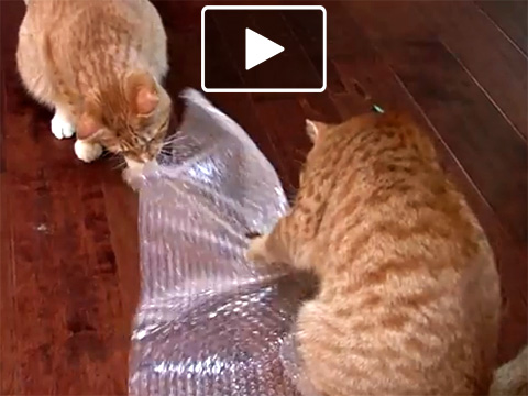 Cat Videos: Cats Playing With Bubble Wrap | Cute and Funny Cat Videos – Cat Faeries