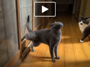 Cat Video: Cat Speed Kicks to Knock on Door | Cute and Funny Cat Videos ...