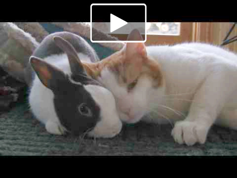 Cat Videos: Cat and Bunny Best Friends | Cute and Funny Cat Videos ...