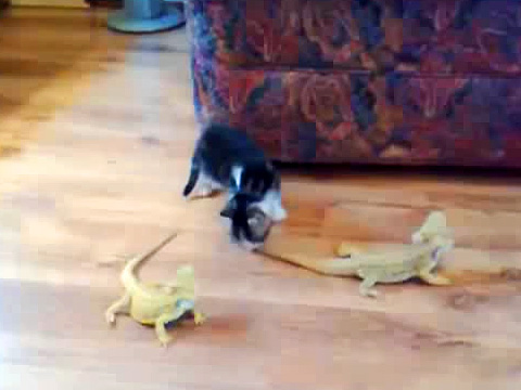 Cat Videos: Kitten vs. Lizards | Cute and Funny Cat Videos – Cat Faeries