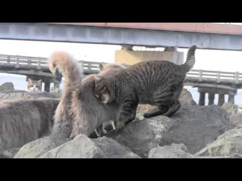 Cat Video: Feral Cat Besties | Cute and Funny Cat Videos – Cat Faeries