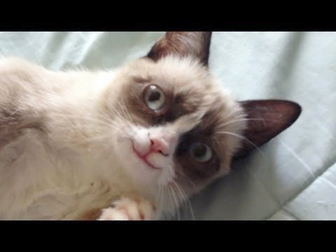 Cat Video: Grumpy Cat Smiles | Cute and Funny Cat Videos – Cat Faeries