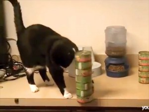 Cat Video: Cats Knocking Things Off Tables | Cute and Funny Cat Videos ...