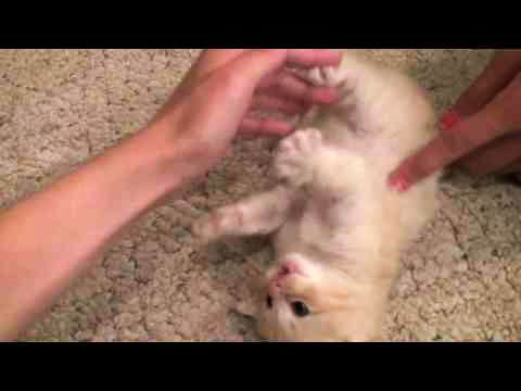 Cat Video: Tickling a Kitten | Cute and Funny Cat Videos – Cat Faeries
