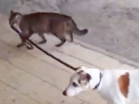 Cat Walks the Dog Home | Cute and Funny Cat Videos – Cat Faeries