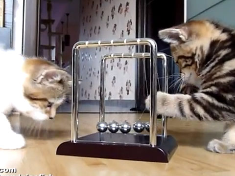 Cat Video: Kittens Teach Us Physics | Cute and Funny Cat Videos – Cat ...