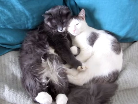 Cat Video: Two Cute Cuddly Bonded Kitties | Cute and Funny Cat Videos ...