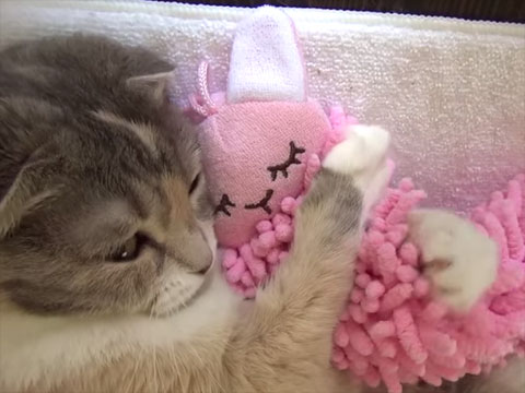 Cat Video: Cat Hugs Rabbit Doll | Cute and Funny Cat Videos – Cat Faeries