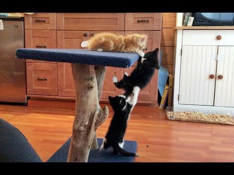 Cat Video: A Cute Kitten Cliffhanger | Cute and Funny Cat Videos – Cat ...