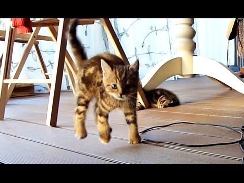 Cat Video: Running Kittens To Brighten Your Day | Cute and Funny Cat ...