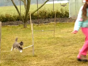 Cat Video: Cat Agility Training | Cute and Funny Cat Videos – Cat Faeries