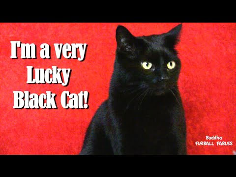 Cat Video: My Black Cat Is Lucky | Cute and Funny Cat Videos – Cat Faeries