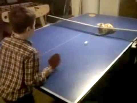 Cat Video: Ping Pong Playing Kitten | Cute and Funny Cat Videos – Cat ...