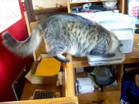 Cat Video: Ralph the Cat Helps with the Printer | Cute and Funny Cat ...
