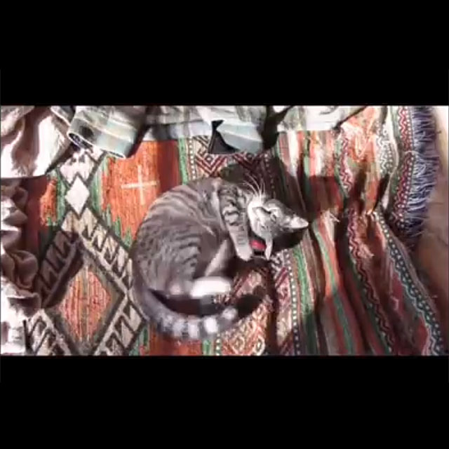 Cat Video: Tango Plays With His Cat Faeries Catnip Mouse | Cute and ...