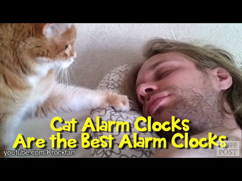 Cat Video: Cat Alarm Clocks Are The Best Alarm Clocks | Cute and Funny ...