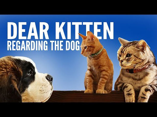 Cat Video: Dear Kitten: Regarding The Dog | Cute and Funny Cat Videos ...