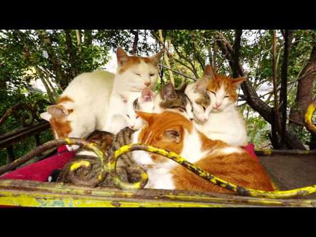 Cat Video: Eight Cats Snuggle in One Small Bed | Cute and Funny Cat ...