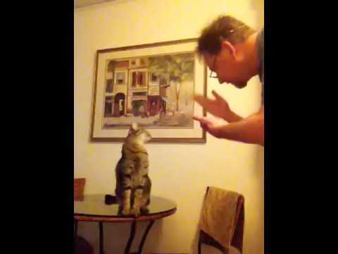 Cat Video: A Man Doing Sign Language With His Deaf Cat | Cute and Funny ...