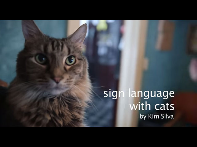Cat Video: Sign Language with Cats | Cute and Funny Cat Videos – Cat ...