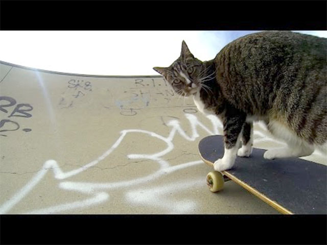 Cat Video: Didga the Skateboarding Cat | Cute and Funny Cat Videos ...