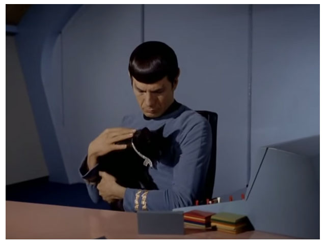 Cat Video: Mr. Spock, what do you make of the cat? | Cute and Funny Cat ...