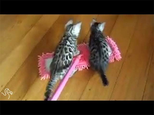 Cat Video: Cats Riding Mops | Cute and Funny Cat Videos – Cat Faeries