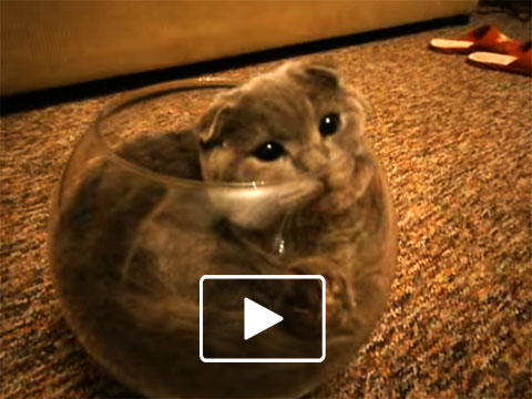 Cat Video: Kitten Climbs Into Fishbowl | Cute and Funny Cat Videos ...