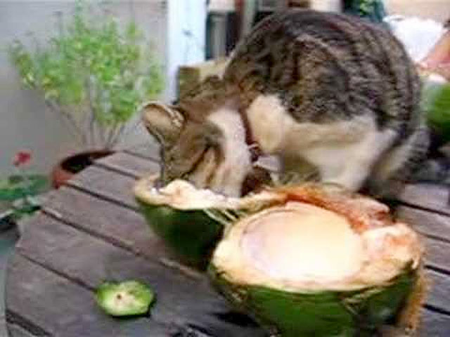 Cat Video: Cat Eating Coconut Out of the Shell | Cute and Funny Cat ...