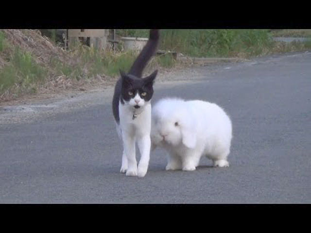 Cat Video: Cat and Bunny Are Friends | Cute and Funny Cat Videos – Cat ...