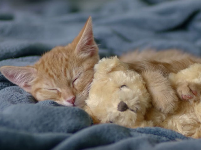 Cat Video: Dear Kitten – Regarding Friendship | Cute and Funny Cat ...