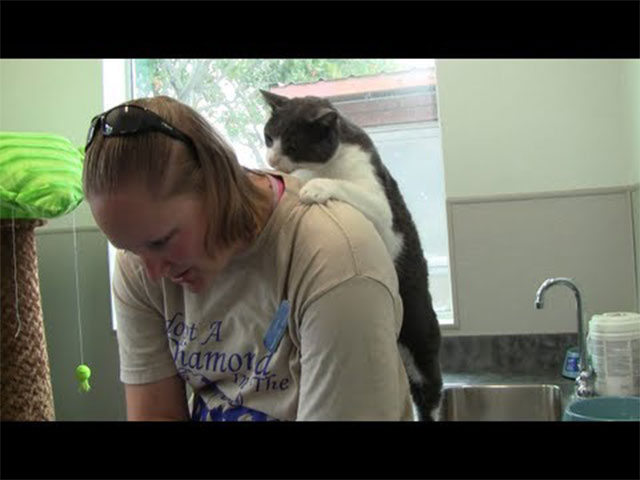 Cat Video: I’ll scratch your back if you scratch mine | Cute and Funny ...