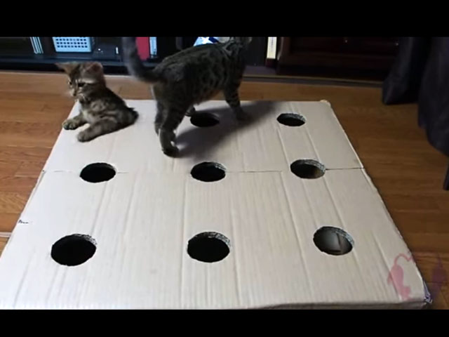 Cat Video: Frisky Kittens Play Whack-A-Mole with Each Other | Cute and ...