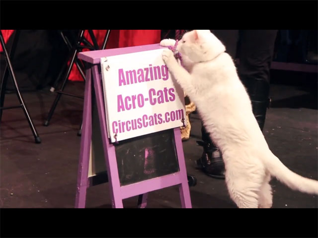 Cat Video: The Amazing Cat Circus | Cute and Funny Cat Videos – Cat Faeries