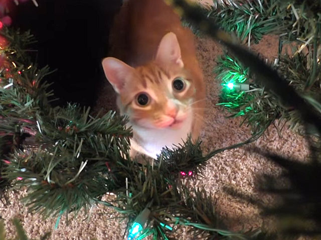 Cat Video: The Night Before Catmas | Cute and Funny Cat Videos – Cat ...