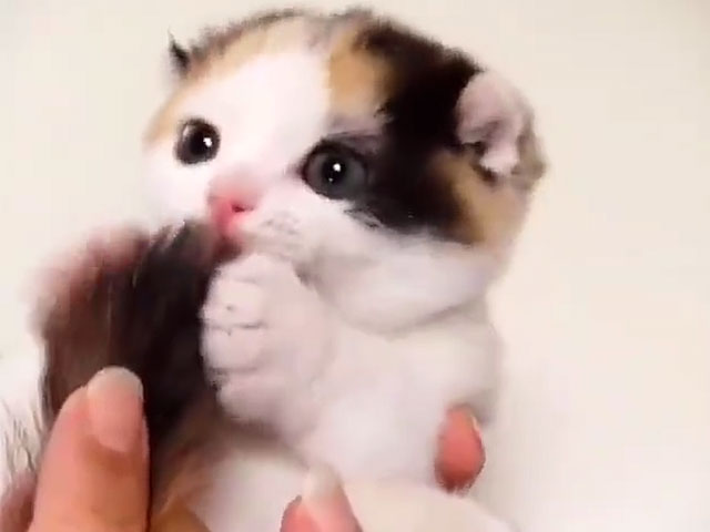 Cat Video: Cute Calico Kitten Loves Playing With Her Tail | Cute and ...