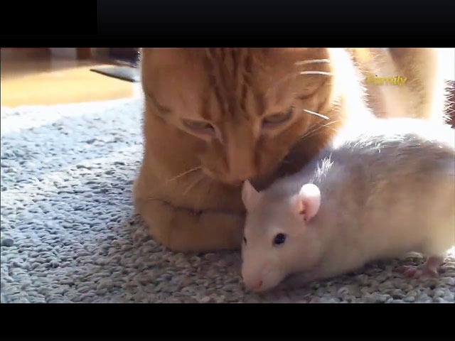Cat Video: Sweet Cat & Cute Rat are Best Friends | Cute and Funny Cat ...