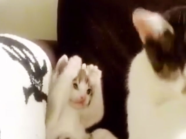 Cat Video: Little Kitten Copies Mother | Cute and Funny Cat Videos ...