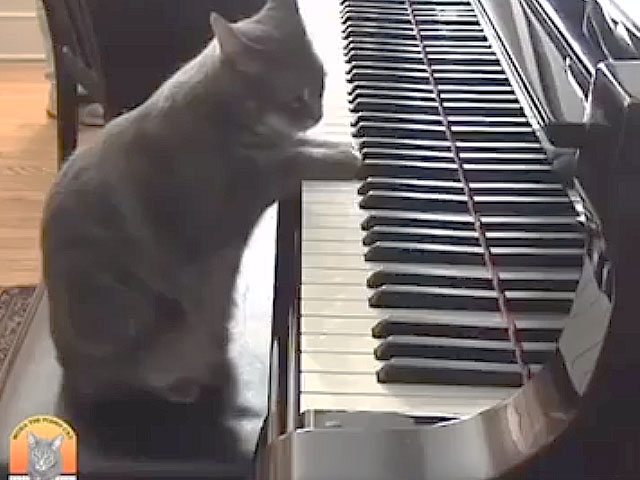 Cat Video: Nora the Piano Playing Cat | Cute and Funny Cat Videos – Cat ...