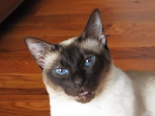 Cat Video: Siamese cat answers her human’s questions! | Cute and Funny ...
