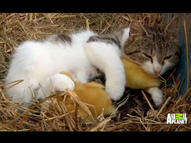 Cat Video: Mother cat nurses ducklings along with her kittens | Cute and Funny Cat Videos – Cat ...