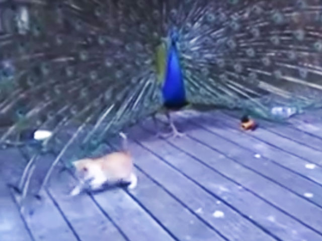 Cat Video: A Kitten and a Peacock | Cute and Funny Cat Videos – Cat Faeries