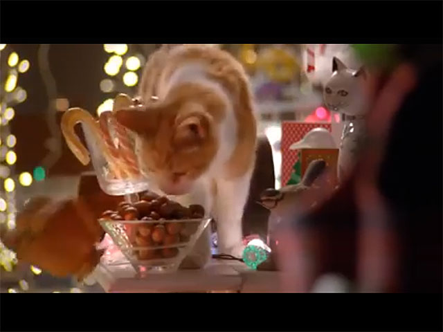 Cat Video: Kitten Holiday Rampage | Cute and Funny Cat Videos – Cat Faeries