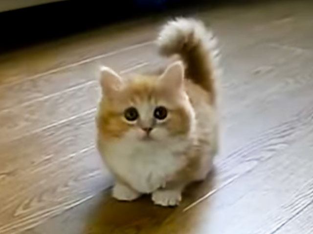 Cat Video: Fluffy Kitten Is Confused | Cute and Funny Cat Videos – Cat ...