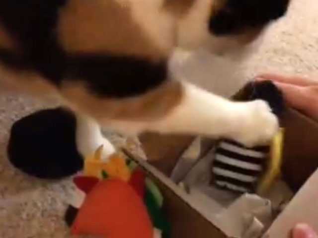 Cat Video: How to Open a Box of Cat Toys | Cute and Funny Cat Videos ...