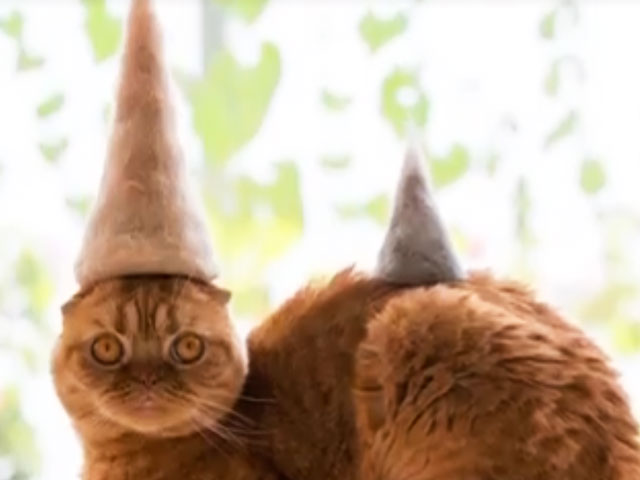 Cat Video: Cat Hats Made From Cat Fur | Cute and Funny Cat Videos – Cat ...
