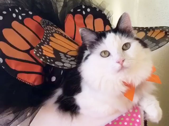 Cat Video: Beautiful Sophie in Her Butterfly Outfit | Cute and Funny ...